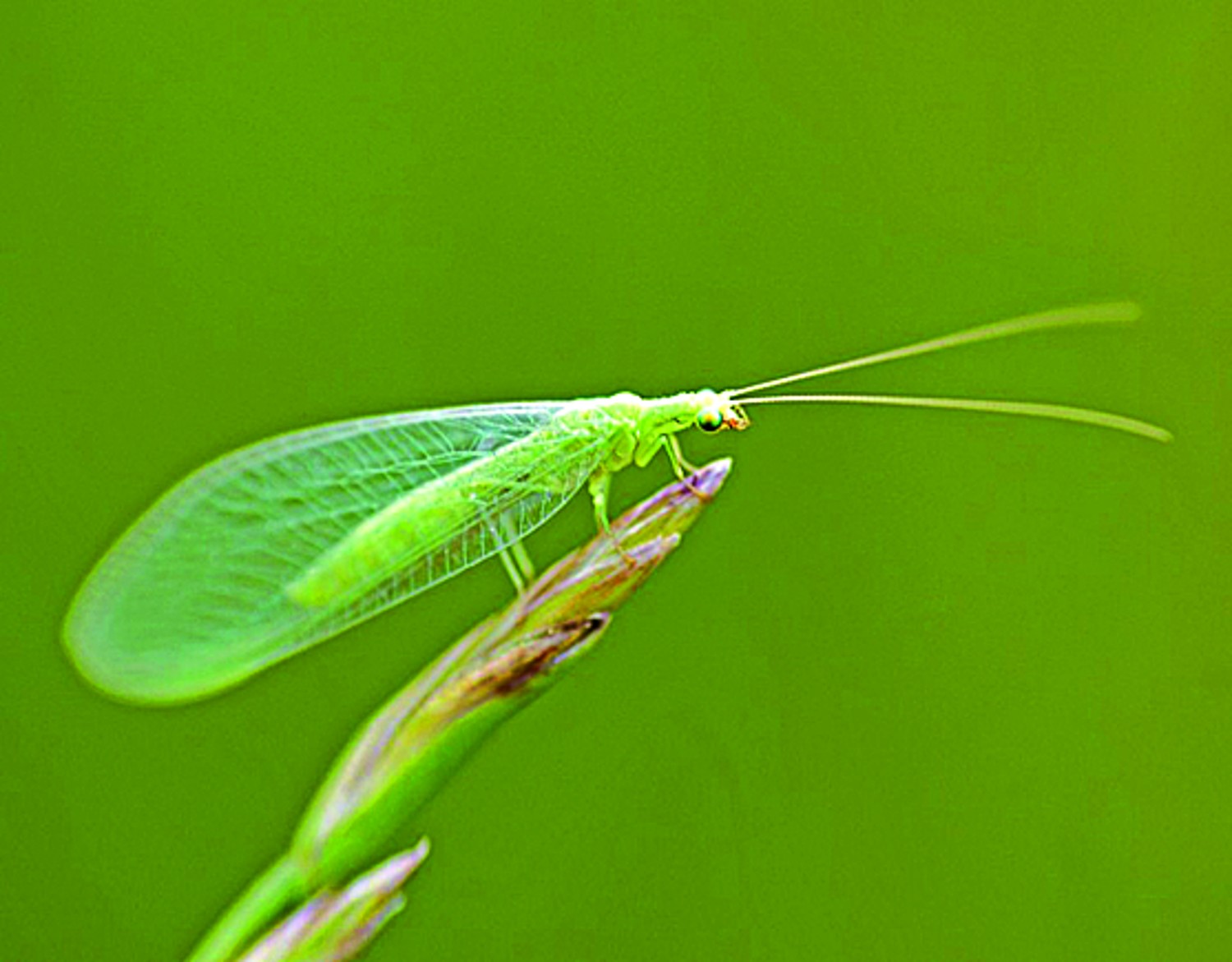 Vyrobte si ubytovnu pro broučky – Panidomu.cz